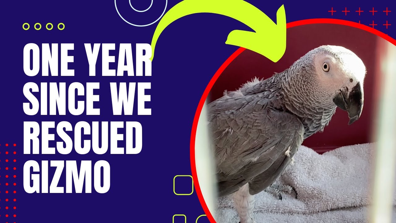 Gizmo's One Year Bird Rescue Story: Free From A Cage Of 16 Years ...