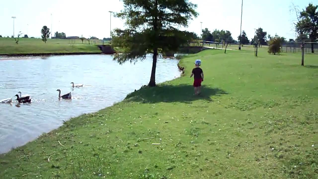 Scared Ducks - YouTube