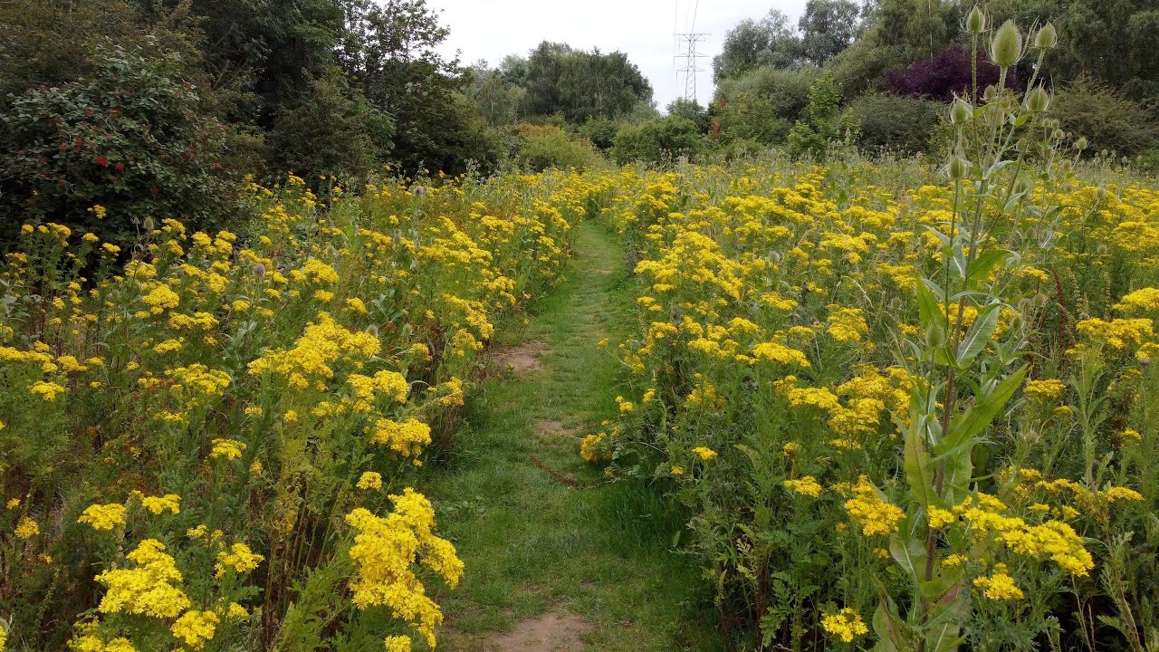 Bromham Nature Reserve Summer 2024 - YouTube