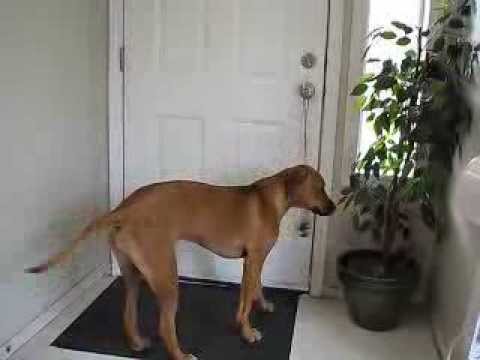 Rhodesian Ridgeback rings bell to go out side (Tamaridge Ridgebacks ...
