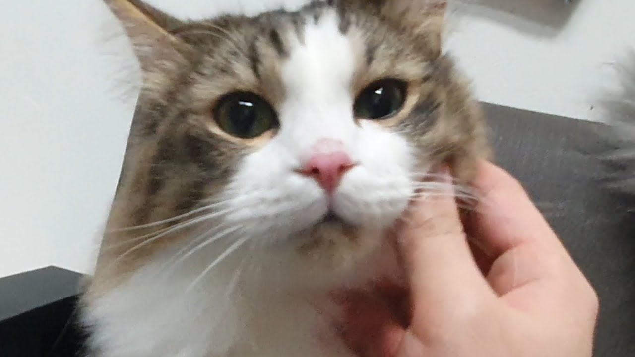 Touching the cheek is not allowed - YouTube