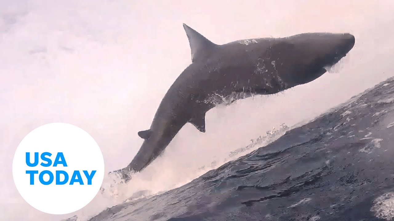 Watch these majestic sharks being their shark-y selves | USA TODAY ...