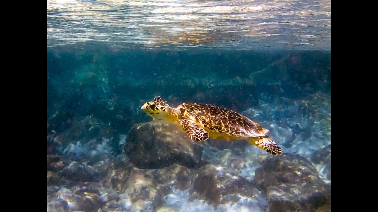 Snorkeling in St. John, United States Virgin Islands with Sea Turtle ...