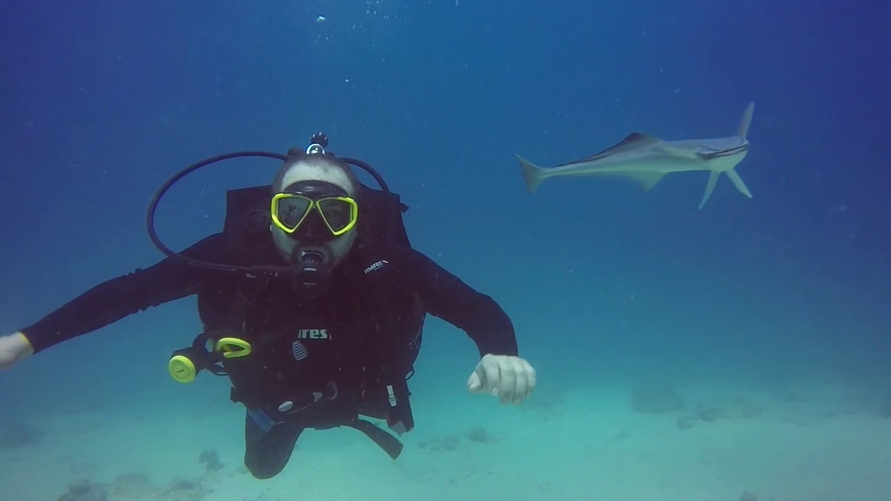 REMORAS FISH STUCK With THE DIVER - YouTube
