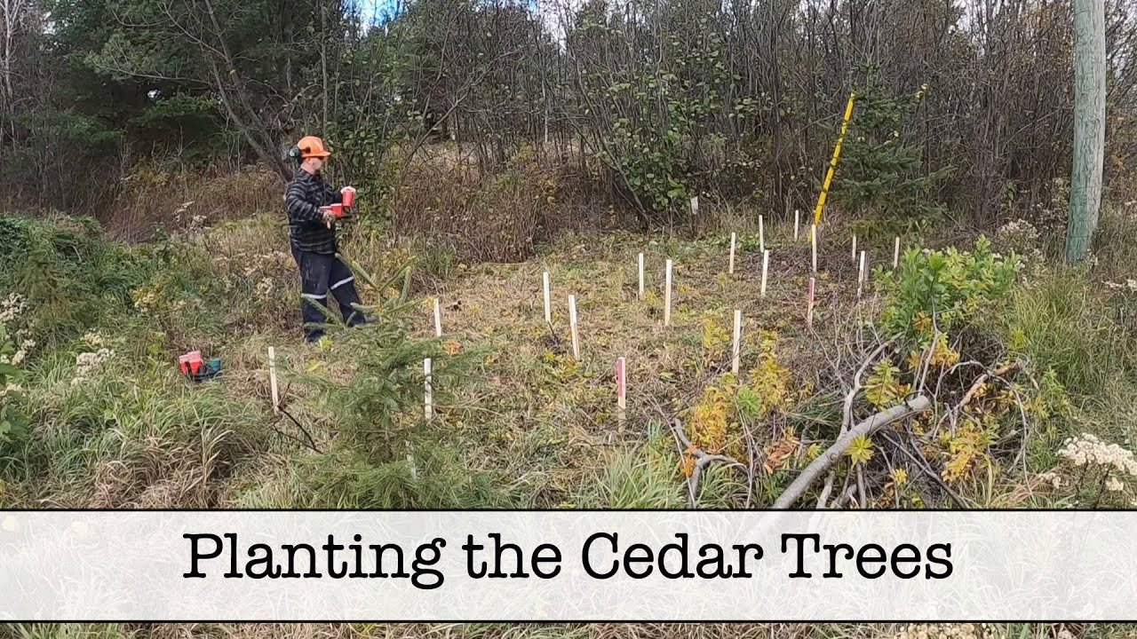 Planting the Cedar Trees - YouTube