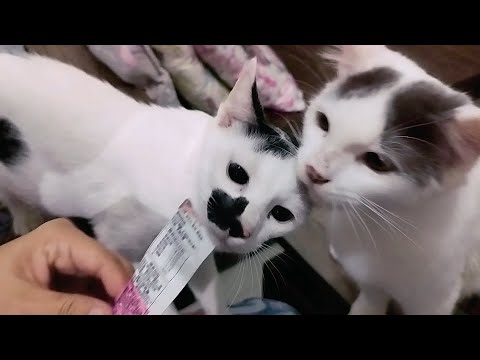 😻 cat eating then looking at the camera 😻 - YouTube