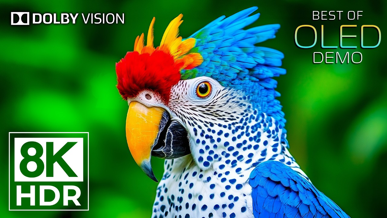 INSANE 8K OLED COLORS –Dolby Vision™ Demo with Vivid Detail - YouTube