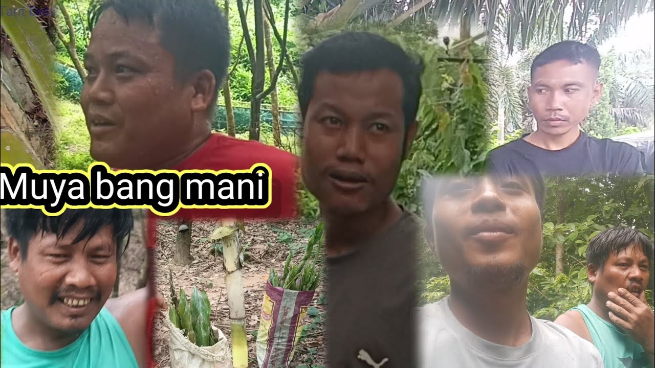 Tini Ang Muya phaimani Rex by Blongo Bang Mani Muya o ma || Tarit ...