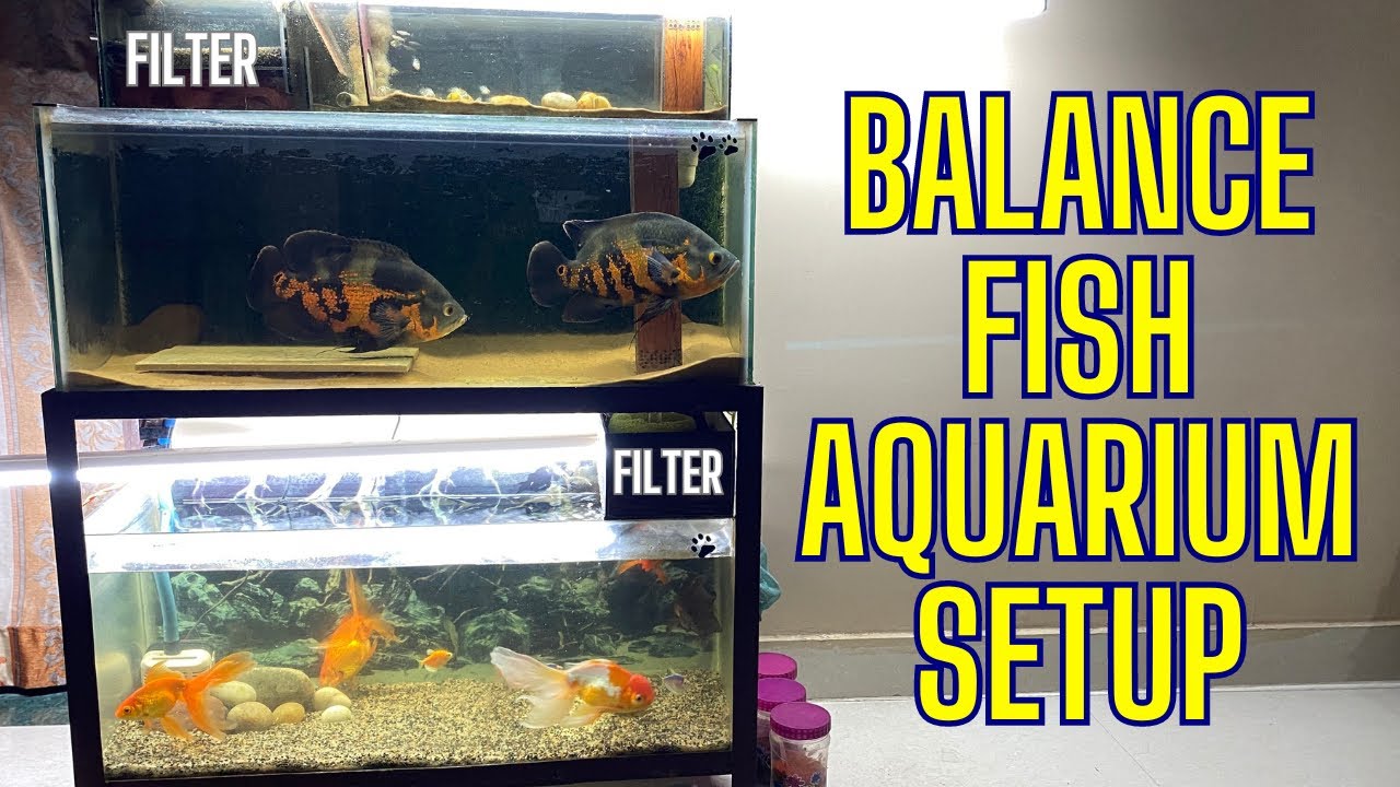Balance Aquarium Setup - YouTube