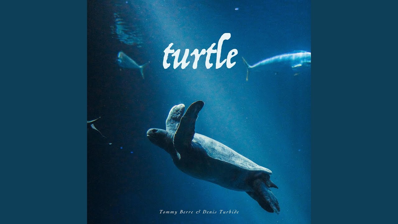 Turtle - YouTube