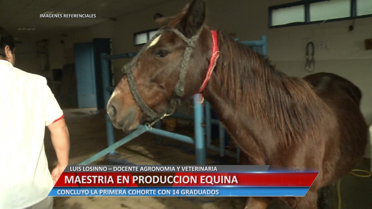 MAESTRÍA EN PRODUCCIÓN EQUINA - YouTube