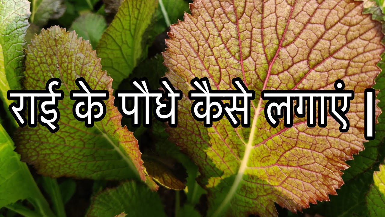 How to grow and care of Rai mustard green vegetables plants. #rai #rai ...