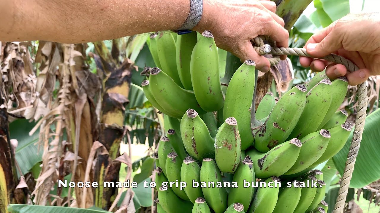 How To Pick a High Bunch of Bananas - Tall Growing Goldfinger Variety ...