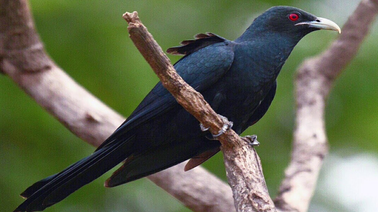 Ti ng Chim Tu H 2020 Pro Asian Koel Cuckoo Bird Males And Females Call Each Other ti-ng-chim-tu-h-2020-pro-asian-koel-cuckoo-bird-males-and-females-call-each-other