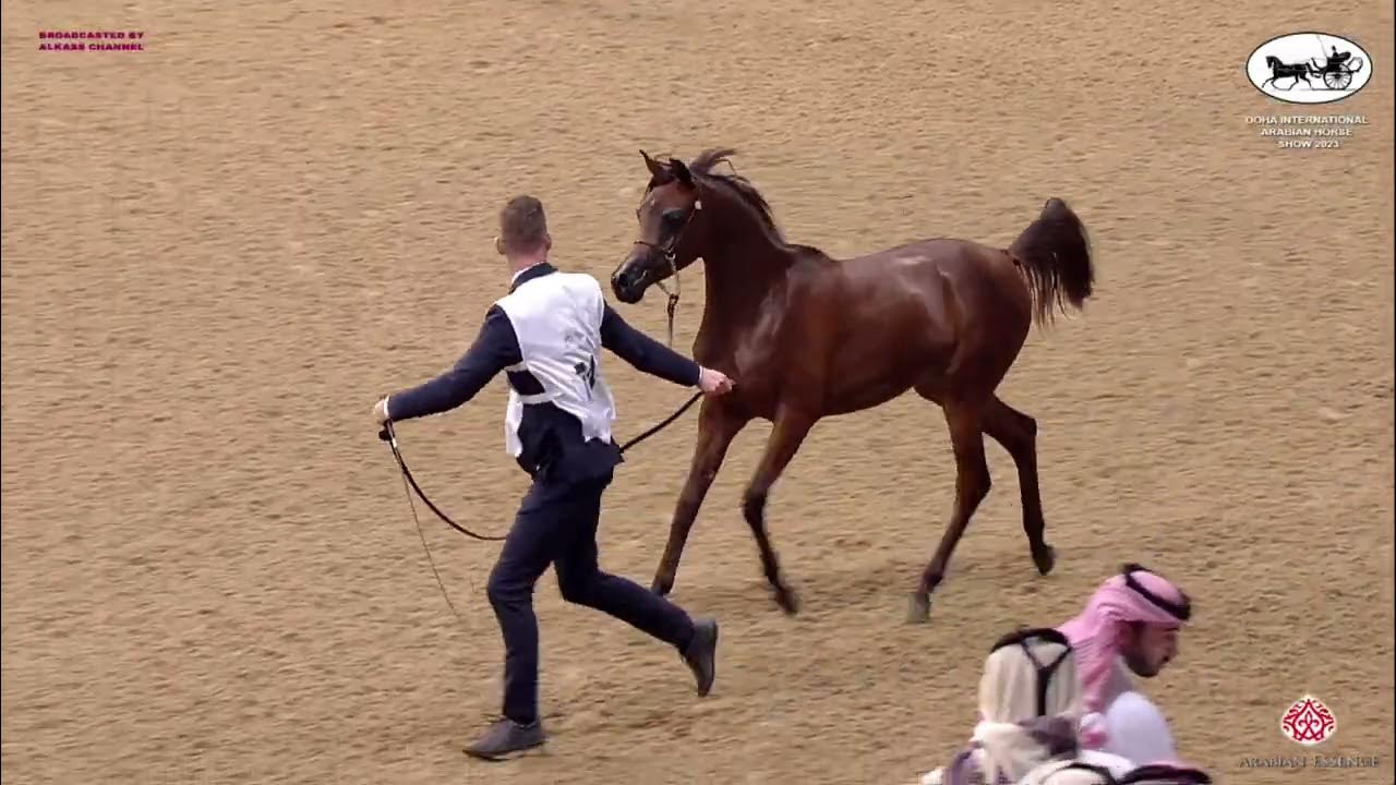Doha International Arabian Horse Show 2023 YFC - YouTube