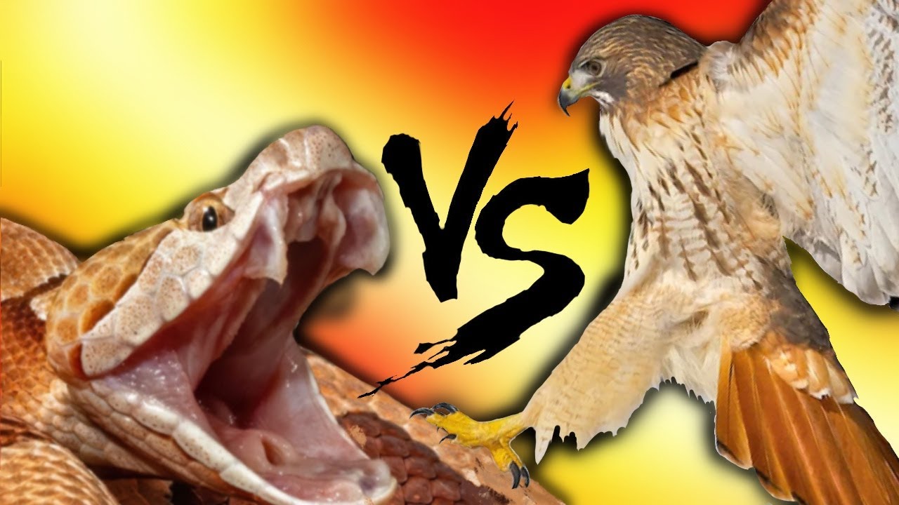 My Red Tailed Hawk was ATTACKED by a Copperhead! || Apprentice Falconer ...