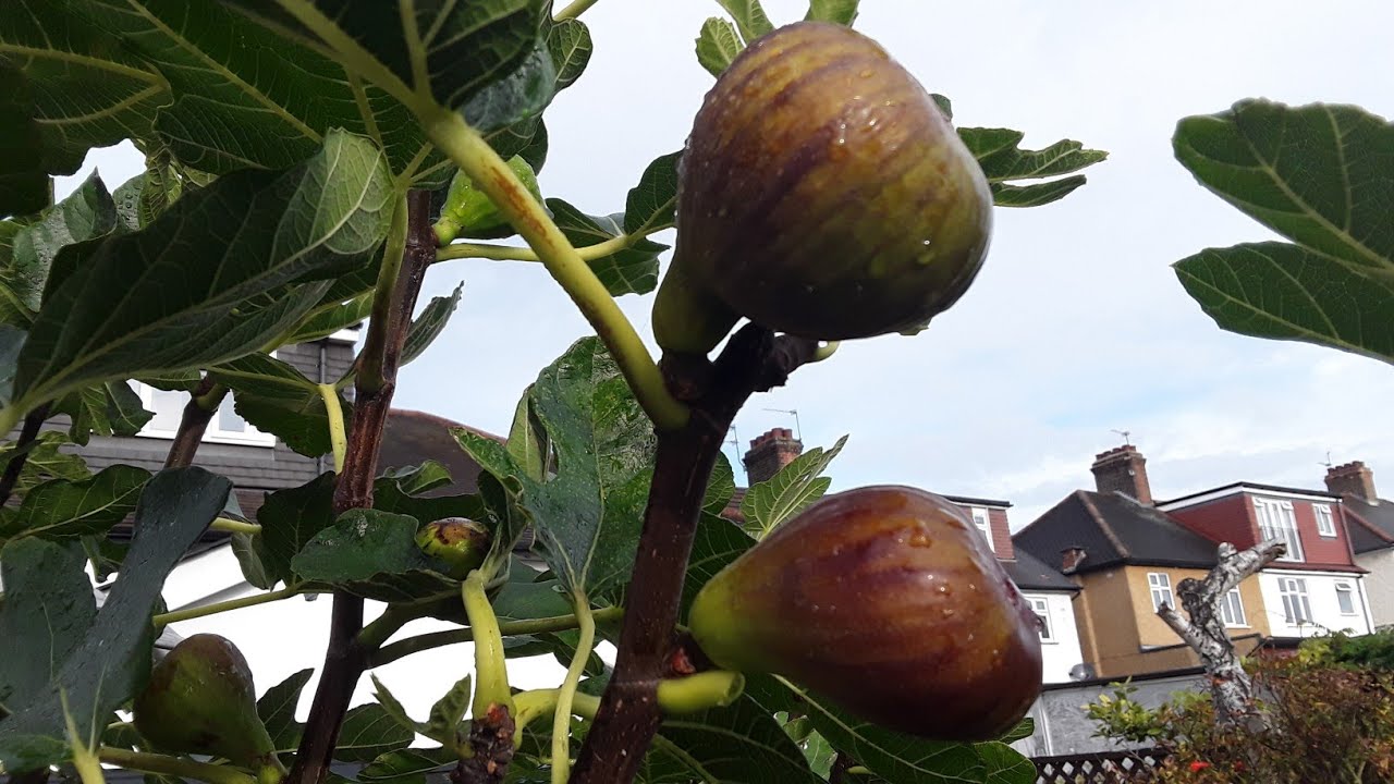 Main crop figs ! Complete surprise at the end of September ! - YouTube