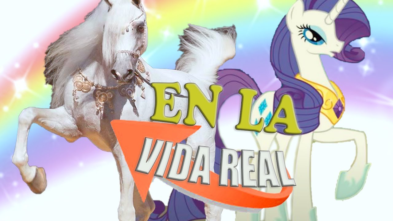 razas de CABALLOS DE MY LITTLE PONY EN LA VIDA REAL |HIPICA4PATAS - YouTube