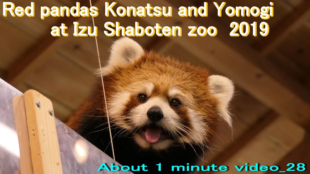 【Red panda レッサーパンダ】伊豆シャボテン動物公園 Konatsu and Yomogi at Izu shaboten zoo ...