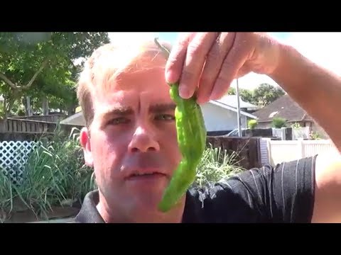 Chile Beast HJ8 Total Eclipse Space Pepper Review - YouTube
