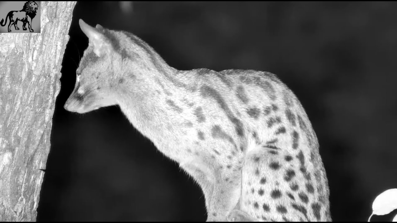 Beautiful Genet in tree next to camera April 13th 2025 - YouTube