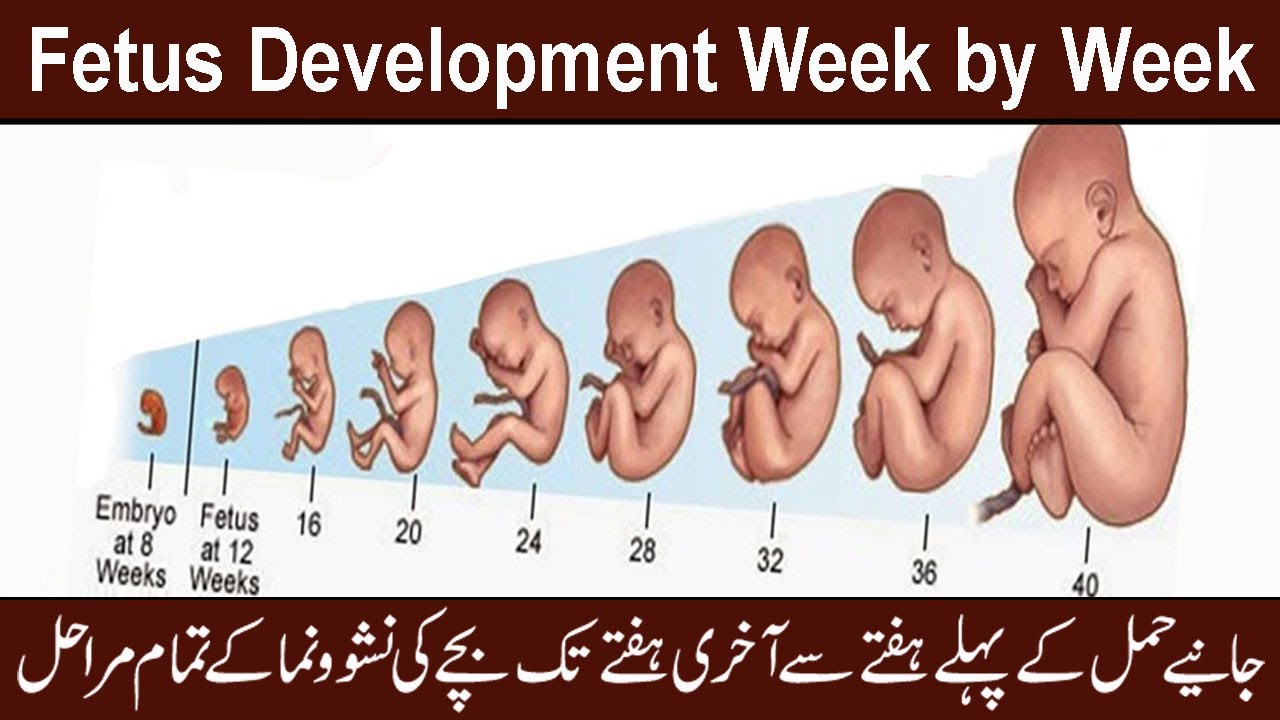 Fetal Growth Week by Week | Fetus Development Stages Week by Week ...