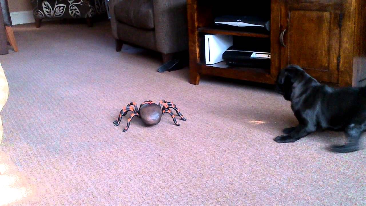 doug the pug v spider - YouTube