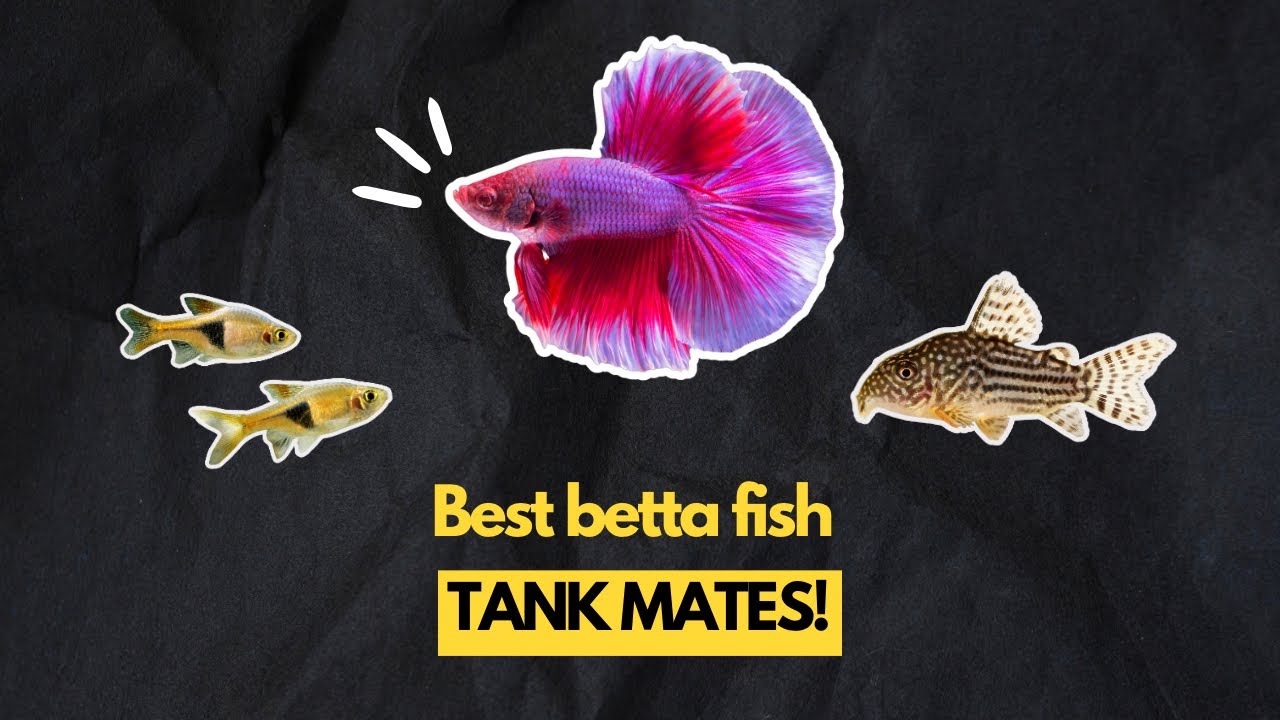 Wanna give your betta fish a friend? Check out these AWESOME BETTA FISH ...