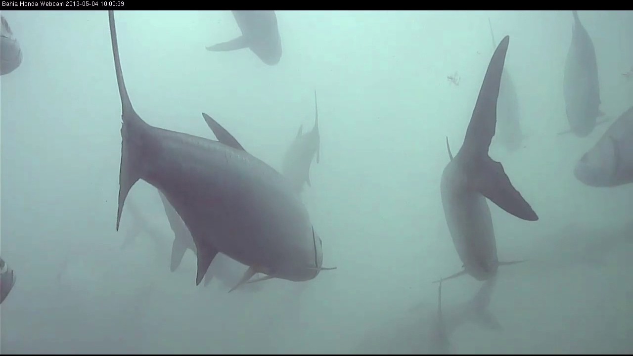 Bahia Honda State Park Underwater Live Webcam - YouTube