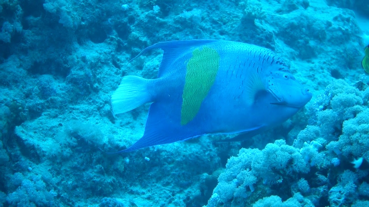 Keyhole angelfish - YouTube