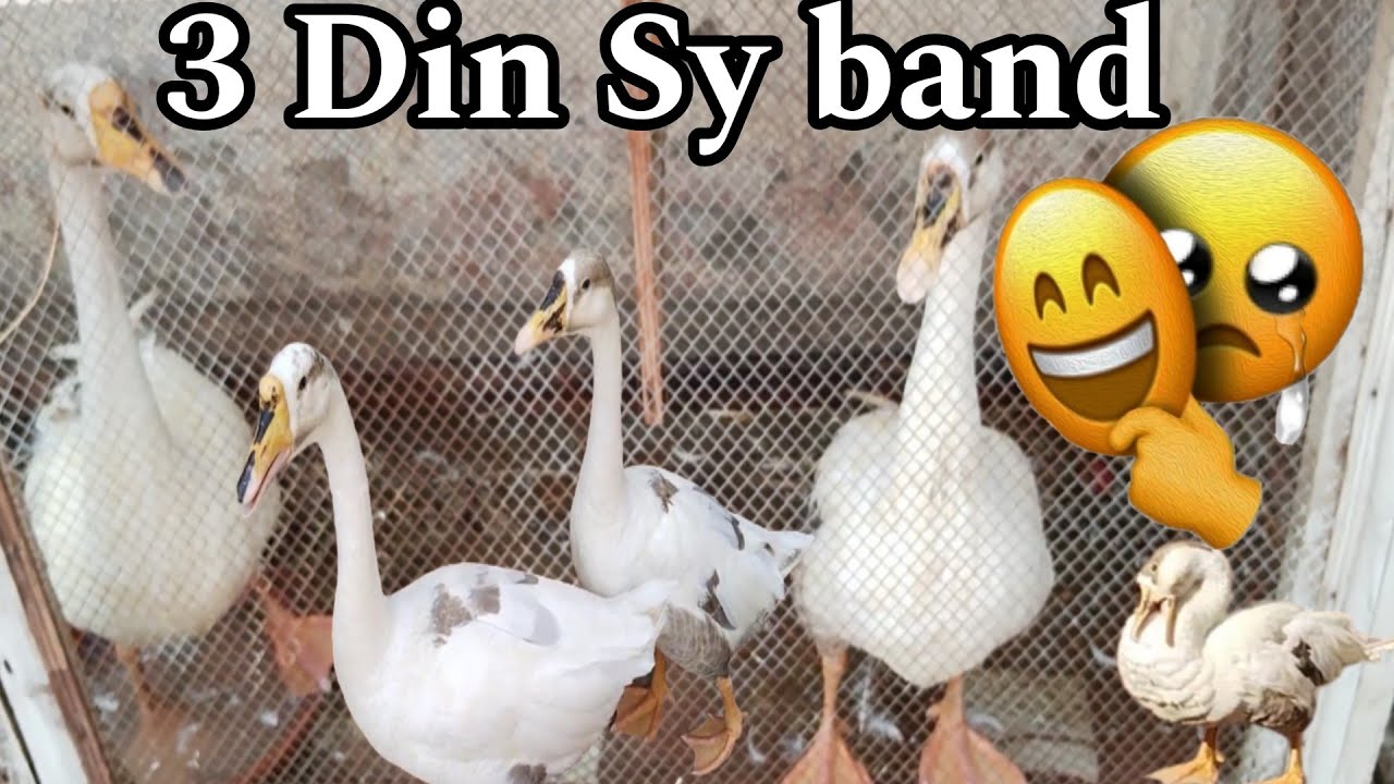 Duck 3 Din Sy Band Hain🦆 - YouTube