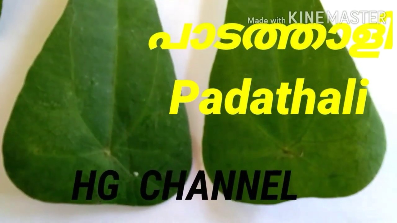 Paadathali#പാടത്താളി#medicinalplant - YouTube