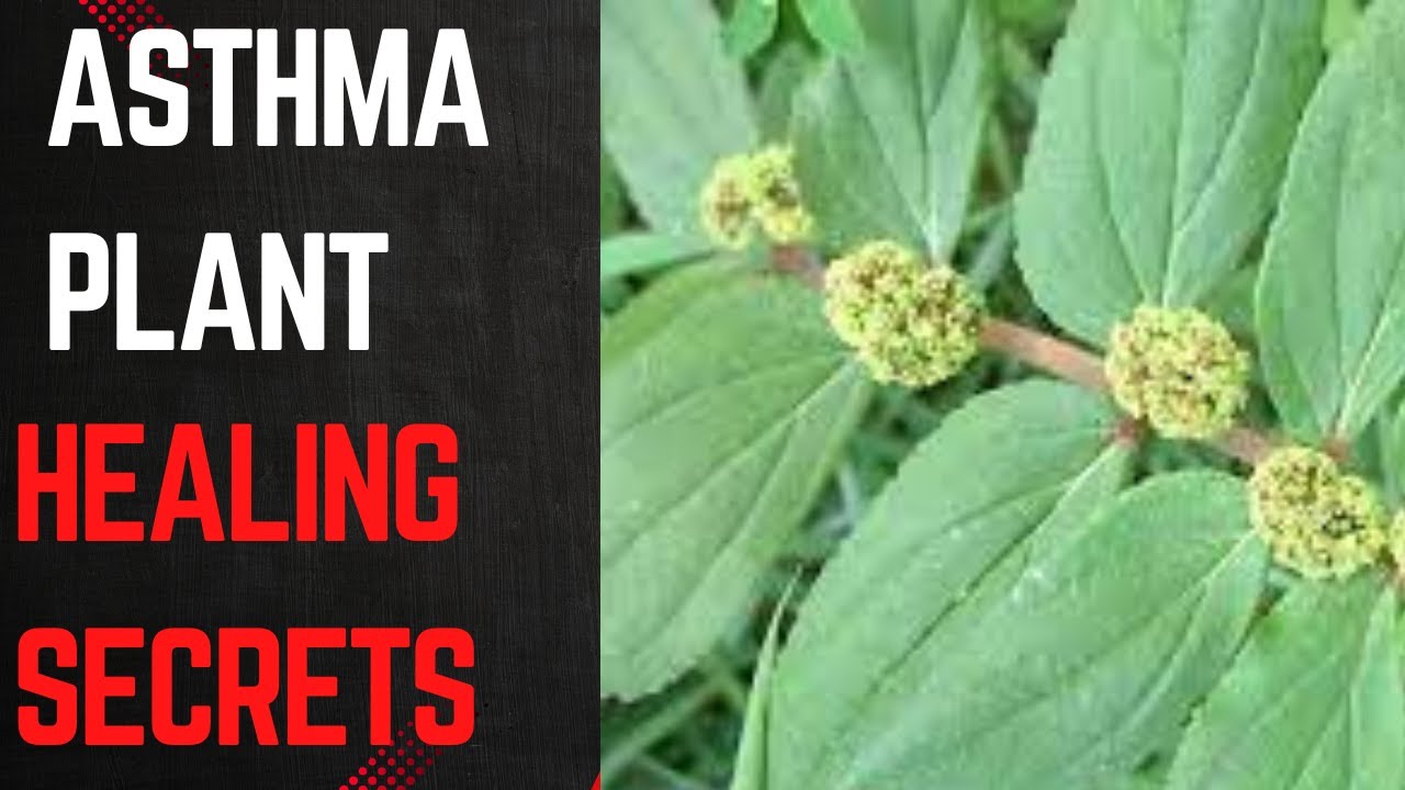 Unveiling the Asthma Plant's Healing Secrets - YouTube