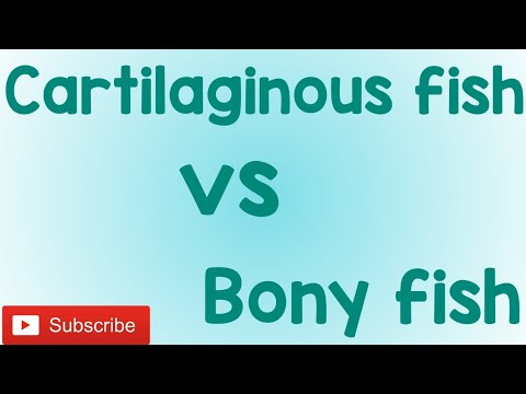 Cartilagenous fish vs Bony fish. Chondrichthyes & Osteichthyes. - YouTube