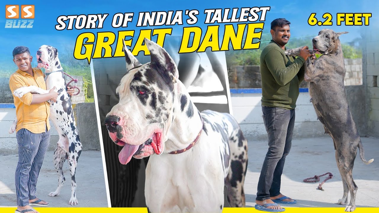 இதெல்லாம் தெரியாம Great Dane வாங்காதீங்க! - Story Of India's Tallest ...