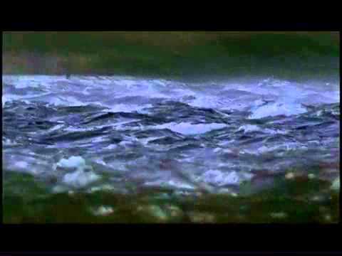 Puma: Lion Of The Andes