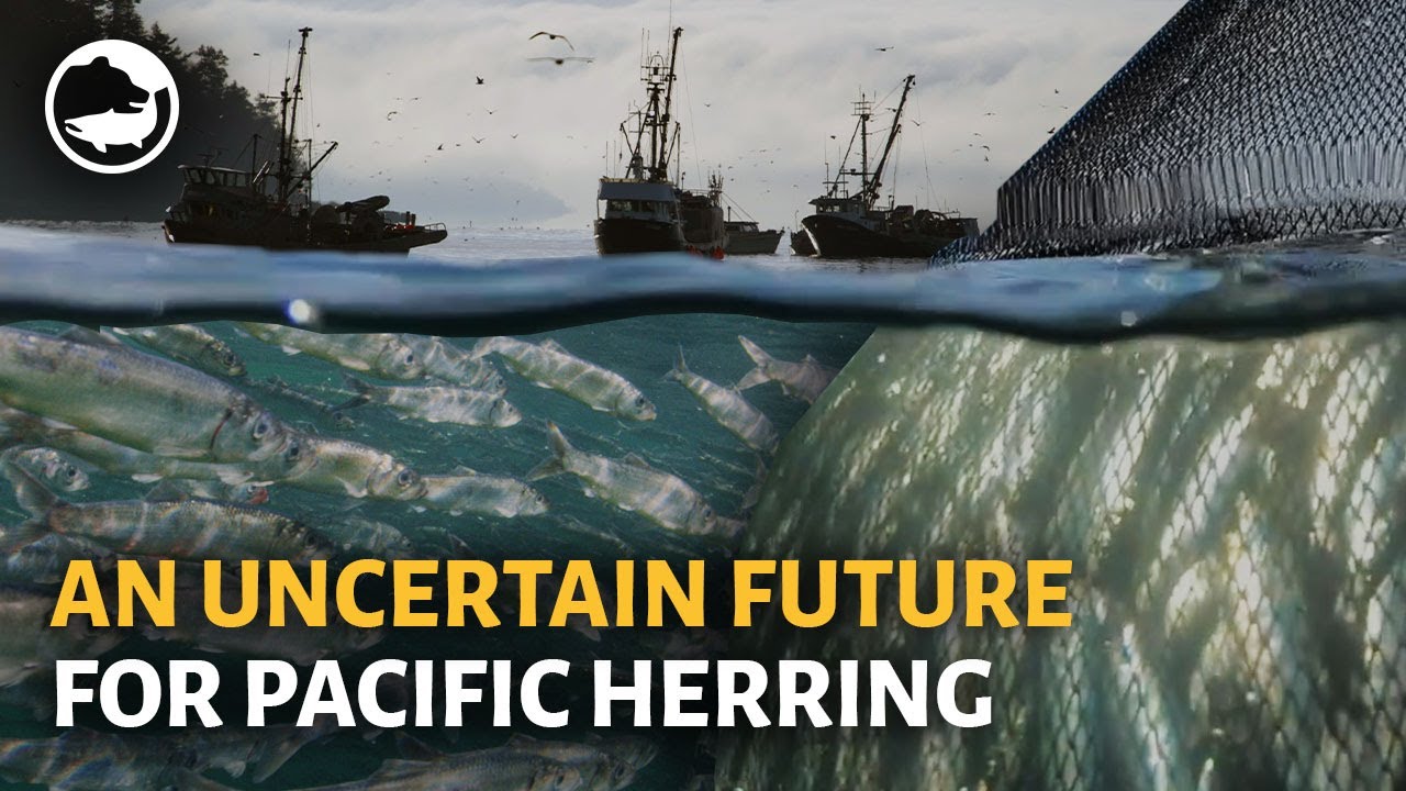 2024 Herring Spawn Summary - YouTube