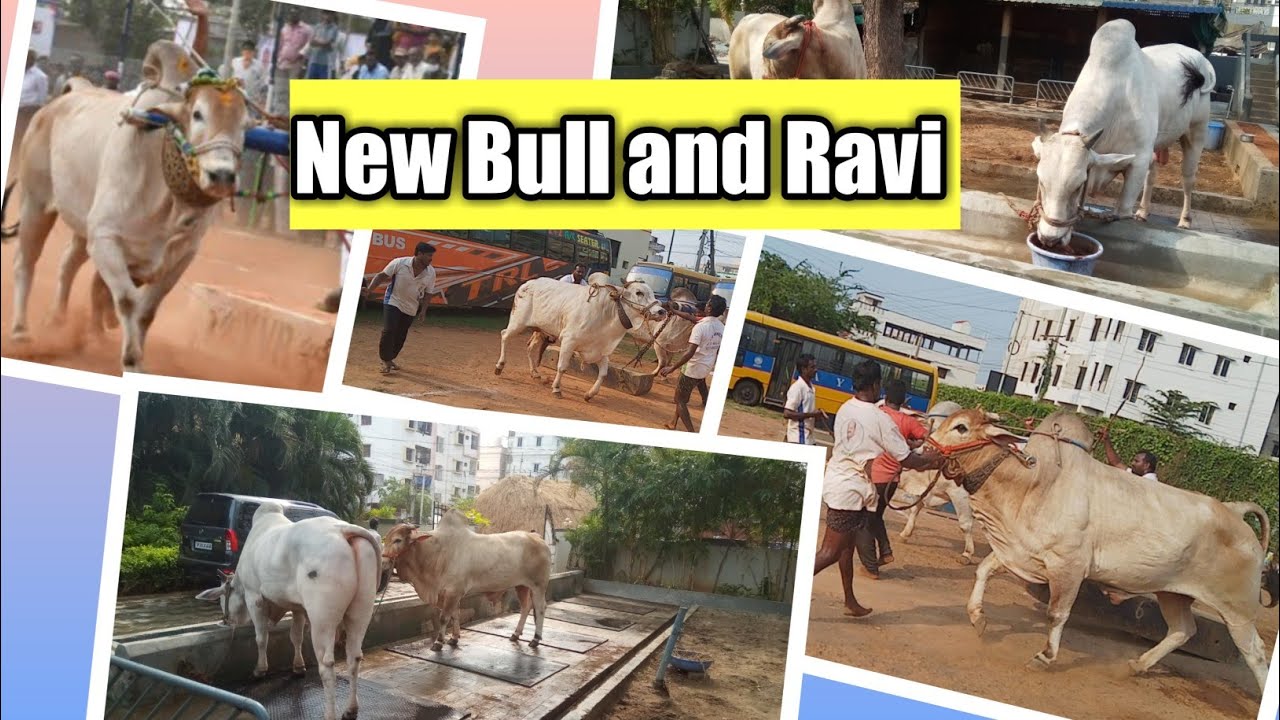 Dvr Memorial Bulls Ravi and a New Bull in Practice. డివీఆర్ బుల్స్ బేటా ...