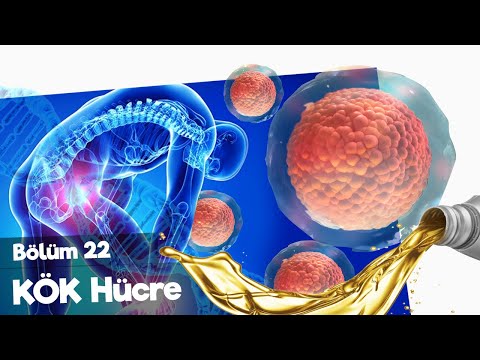 Kök Hücre Nedir? 🌍 Bilim 101