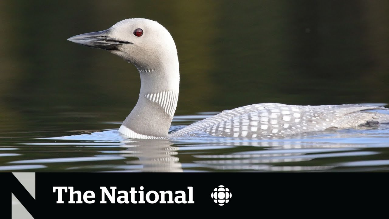 #TheMoment a rare white loon was caught on camera - YouTube