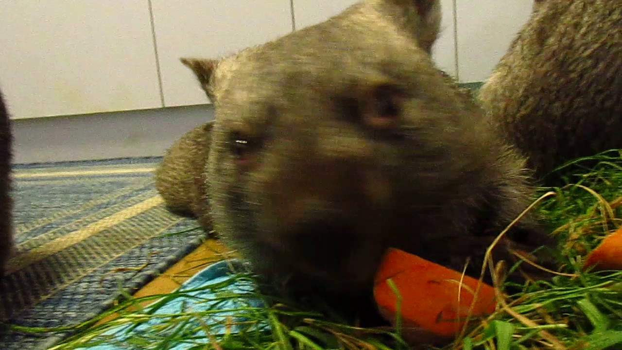 Wombat breakfast inside on a hot day! - YouTube