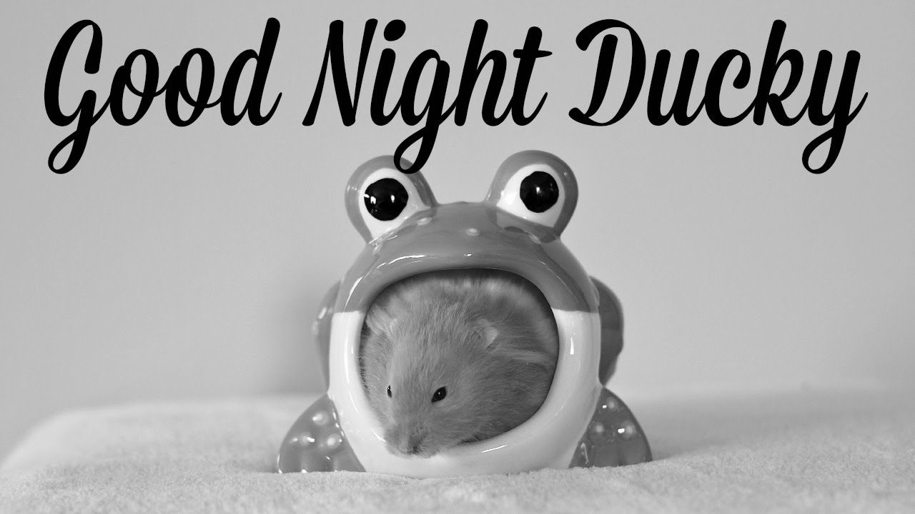 Good Night Ducky - YouTube