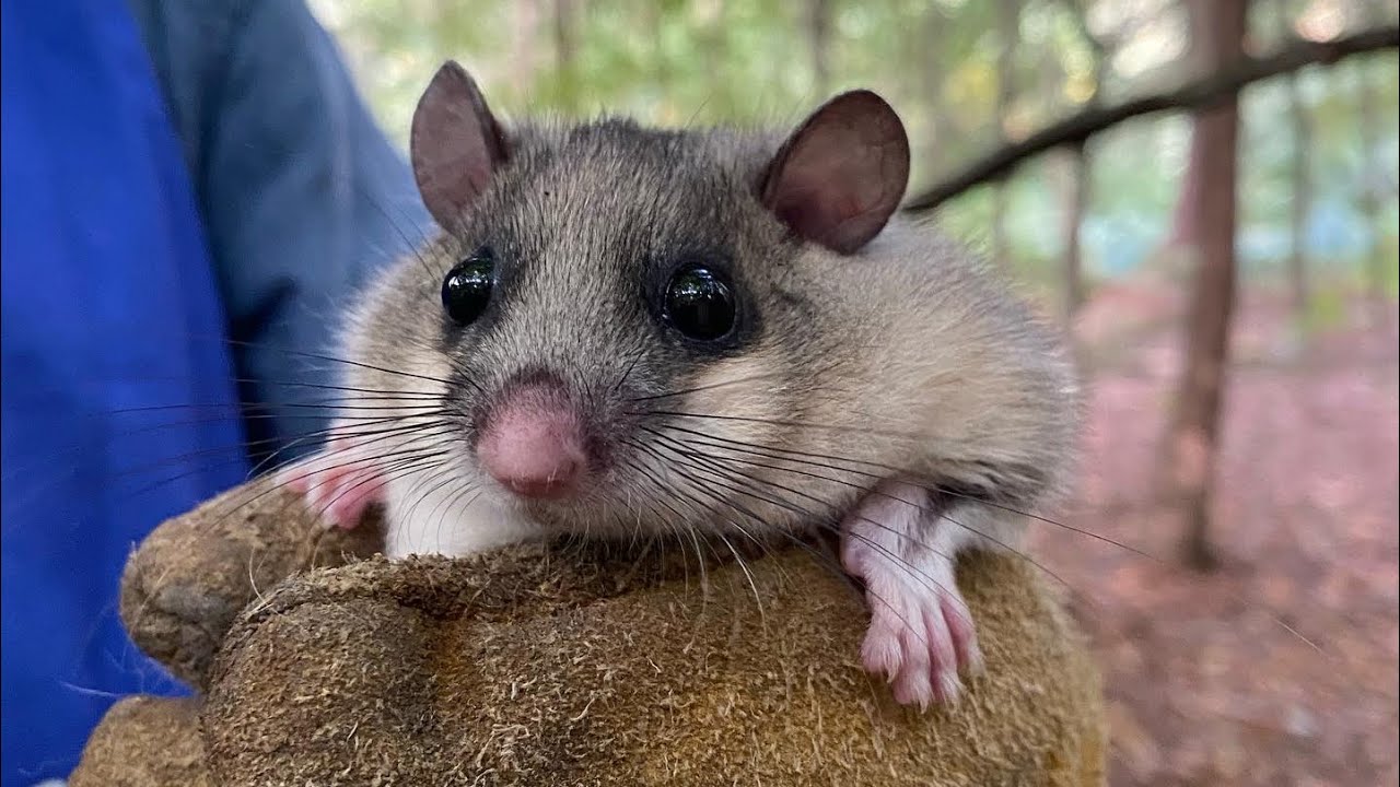 BBC Autumnwatch feature on Ealing’s Edible Dormice with Dr Sean ...
