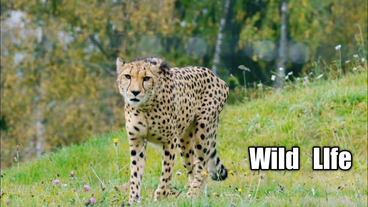 Animals Of Amazon 4k- Animals that call The Jungle Home/ Amazon River ...