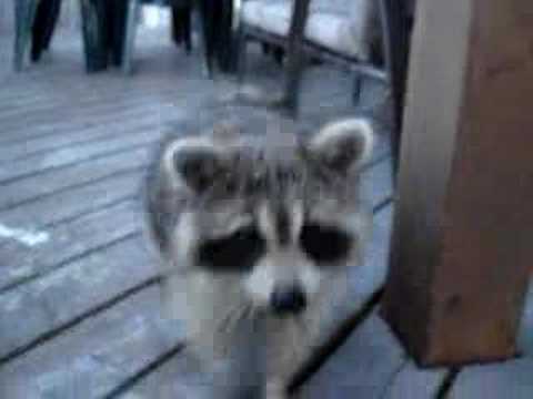 tame Raccoon - YouTube