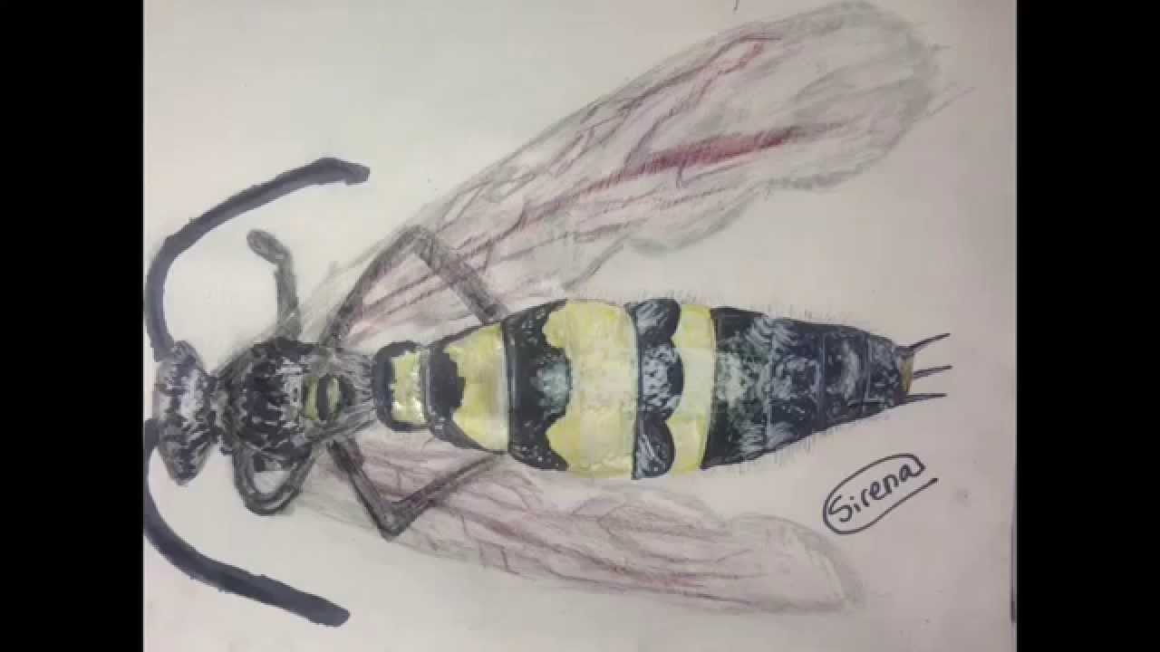 Drawing a hornet - YouTube