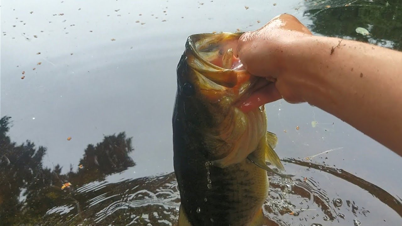 (re-upload) 3lb 11oz and 3lb 2oz Largemouth Bass - 6/22/2020 - YouTube