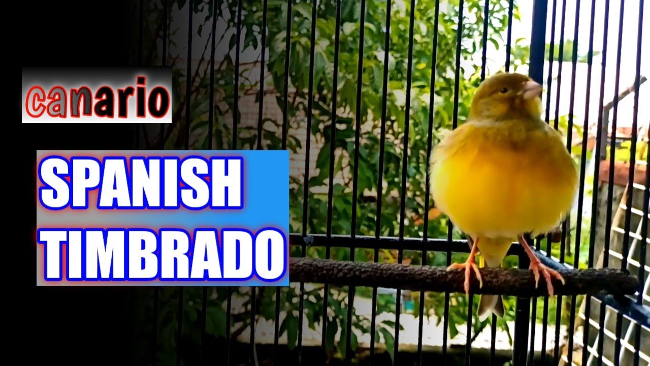 burung kenari spanish timbrado gacor suara unik - YouTube