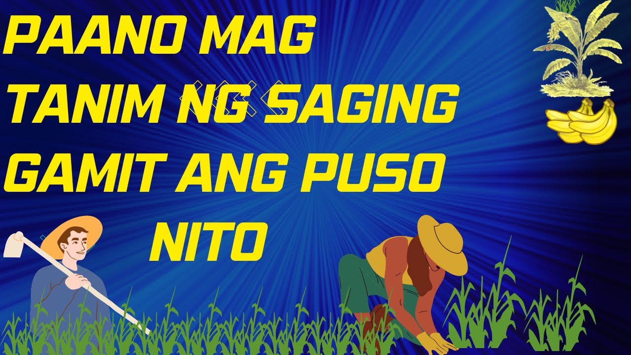 Paano mag tanim ng saging gamit ang puso nito - YouTube