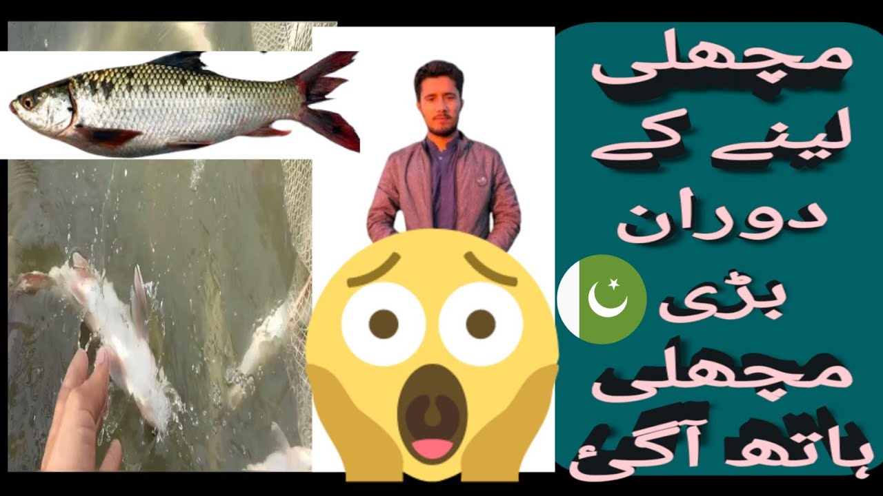 Fish Hunting In water canal of Shahi wah Sindh Pakistan old tradition ...